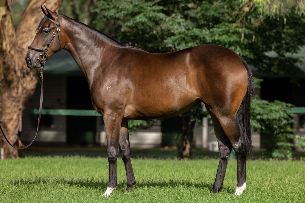 Our Empress Zoe - Price Kent Racing