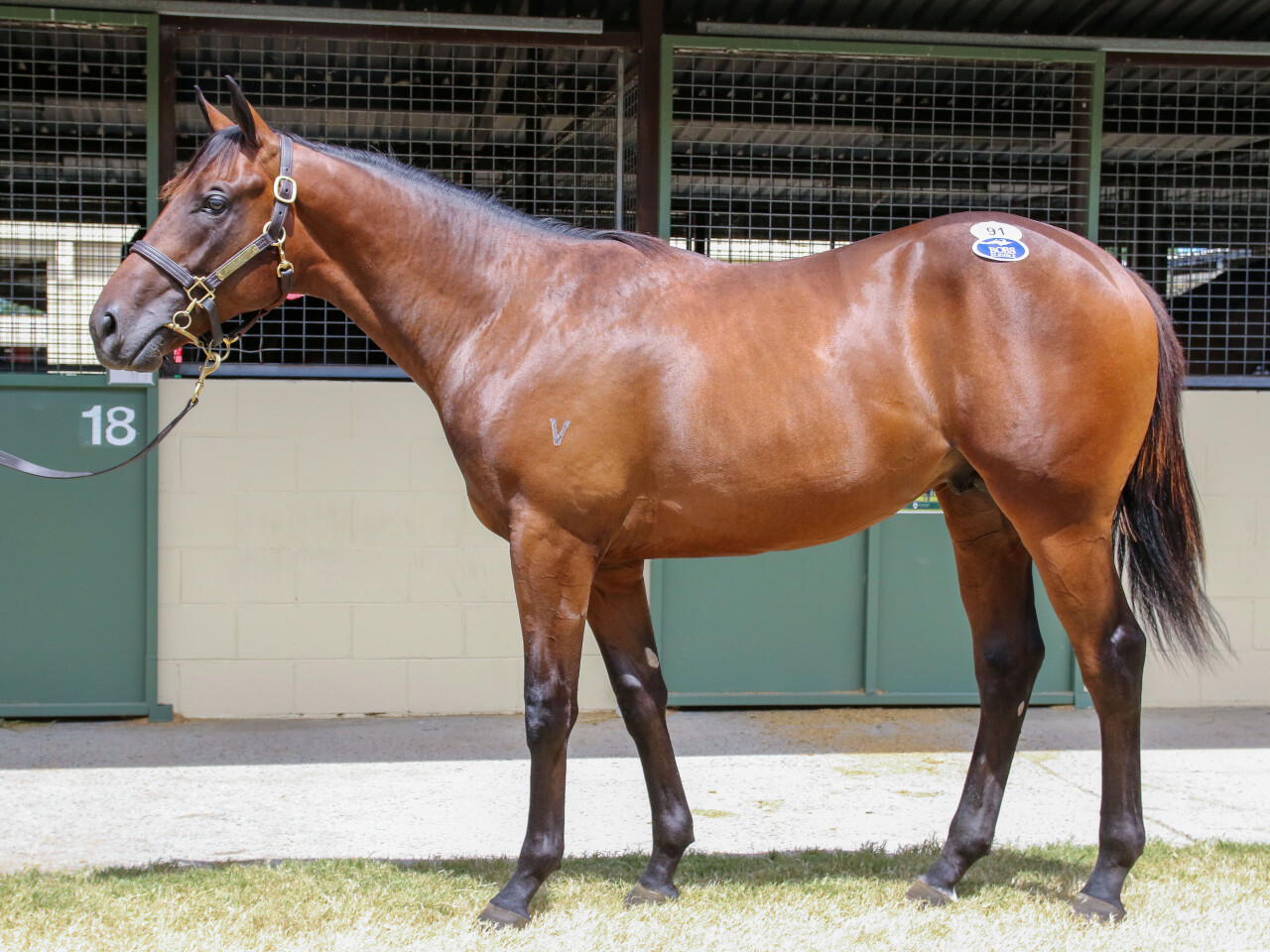 Too Darn Hot X Whelk Colt - Price Kent Racing