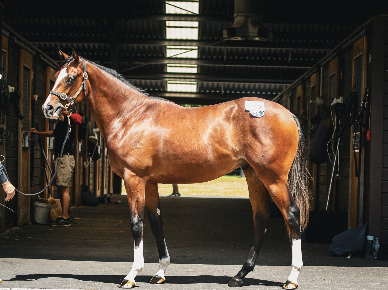 Dundeel X Fiendish Colt - Price Kent Racing
