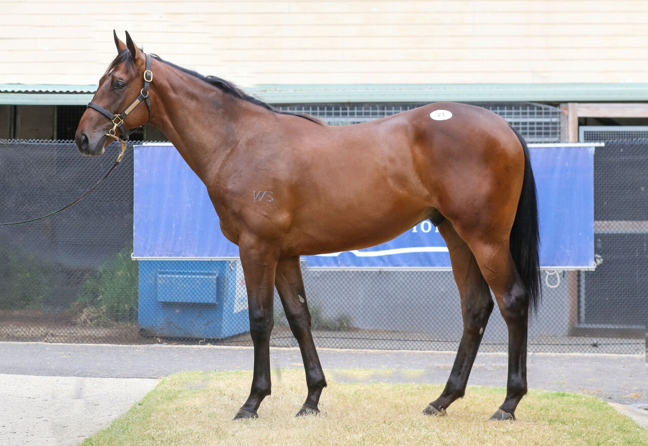 Super Seth X Acting Colt - Price Kent Racing